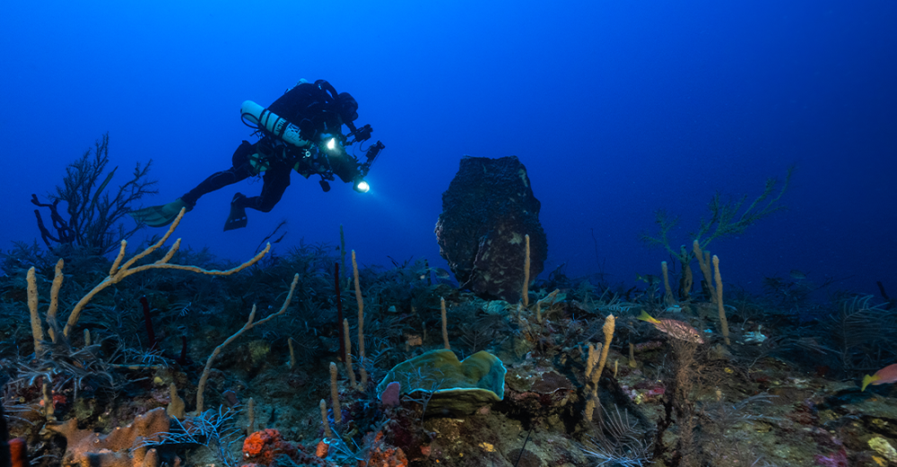 Arrojando luz sobre la zona mesofótica: una moción para una acción global | Congreso Mundial de ...